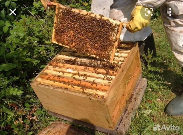 Продам пчелосемьи