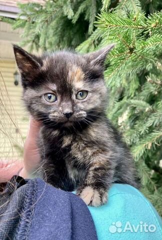 Котенок девочка 1,5мес