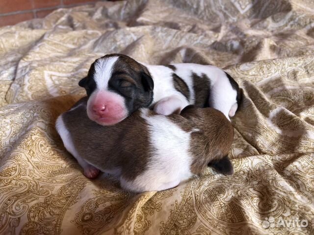 Ксолоитцкуинтли