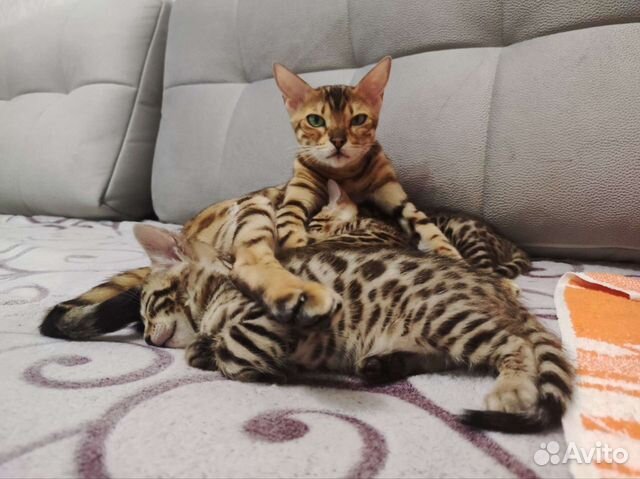 Бенгальские котята