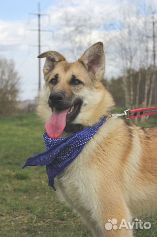 Щенок овчаренок попал в приют