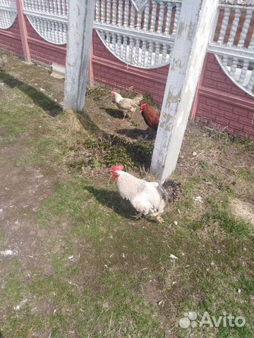 Петухи