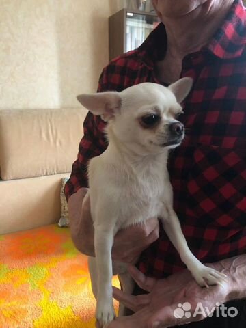 Чихуахуа девочка 1,5 годика