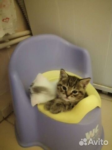 Британские вислоухие котята