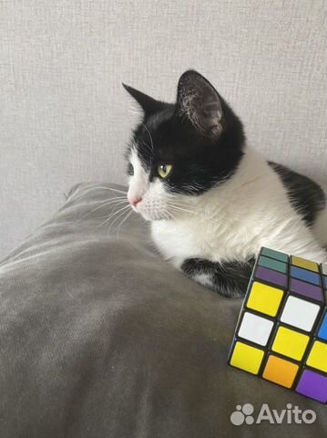 Кошечка ищет дом
