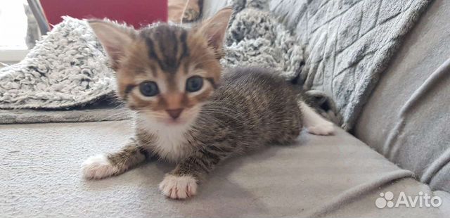 Кошачий ребенок 1 месяц