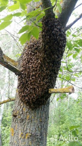 Сниму рой пчёл, и заплачу вам за это
