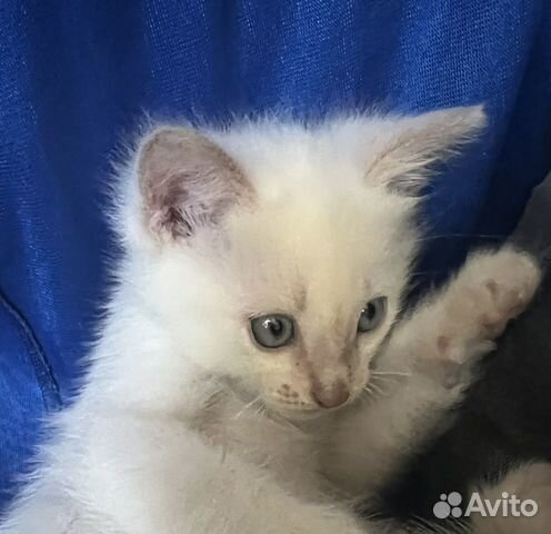 Белый котенок бирманский
