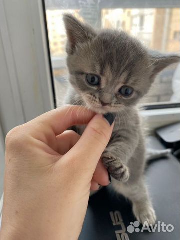 Котята бесплатно