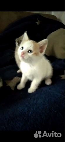 Котятки голубоглазые с доставкой