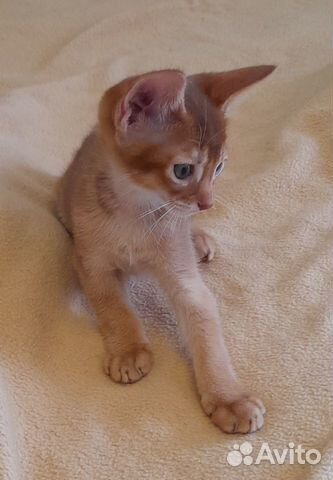 Абиссинские котята соррель