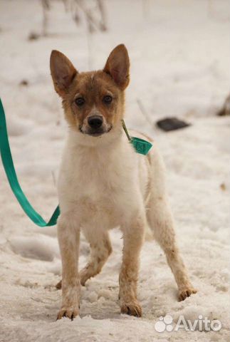 Бикс в добрые руки