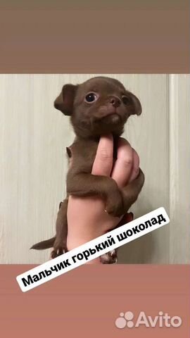 Малыши чишки