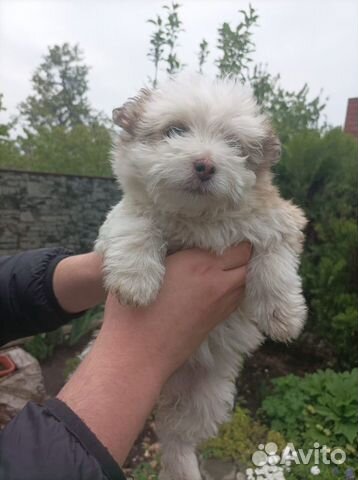 Щеночки болонки (метис) ищут дом