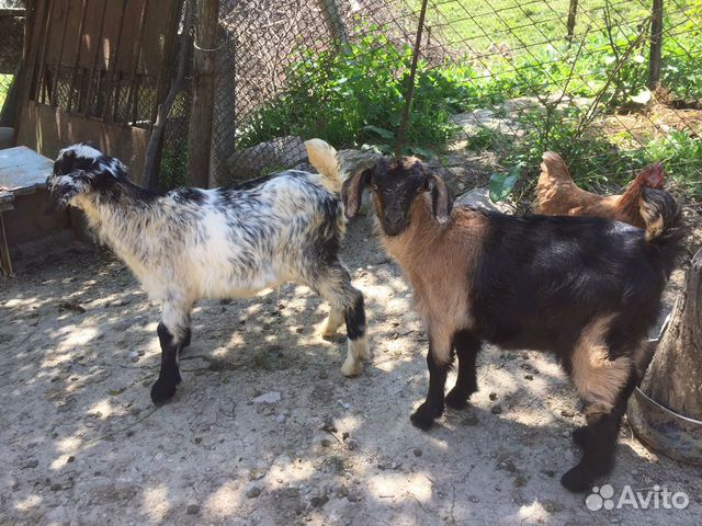 Козлята