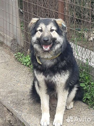 Собака в добрые руки