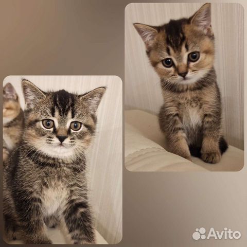 Шотландские котята