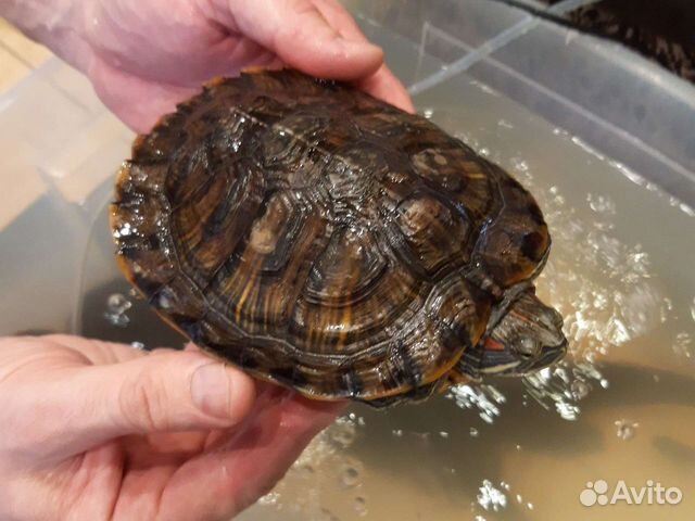 Красноухая черепаха