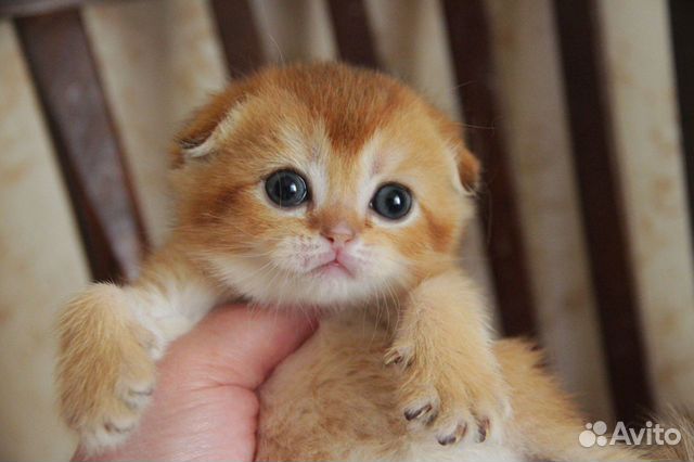 Шарик - золотой скоттиш-фолд