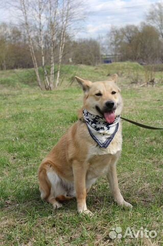 Лисичка Ирма ищет дом