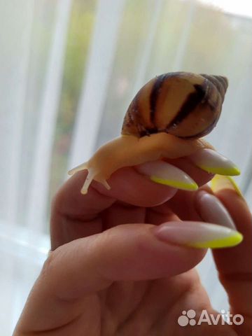 Улитка с домиком