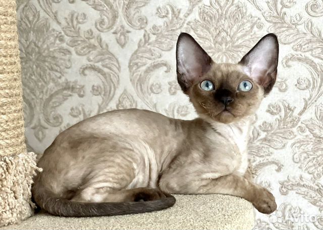 Маленькая ласкушка