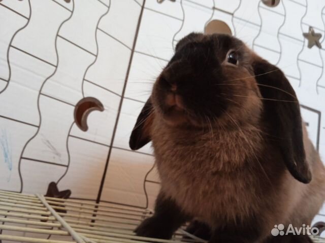 Кролик с клеткой породы бараш сиамский