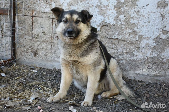 Собака-кабель по имени Рэм