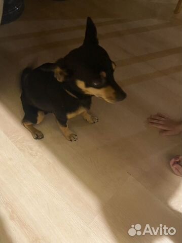 Той-терьер отдадим в хорошие руки