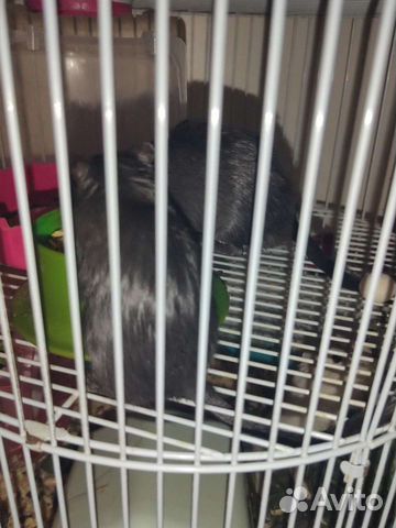 Монгольская песчанка