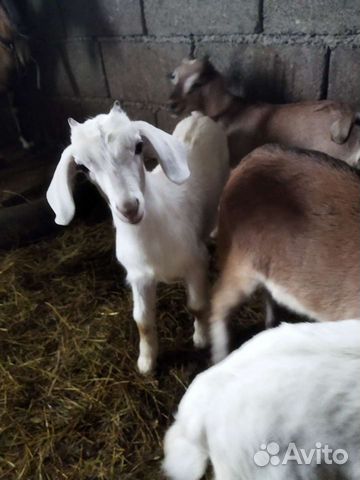 Козлята нубийские-зааненские помесь