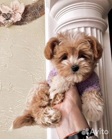 Щенки Мальтипу mini