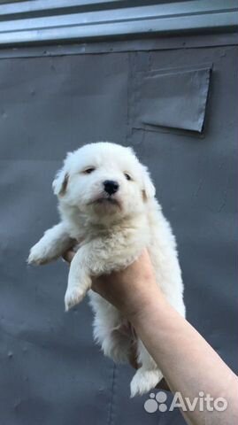 Щенки бесплатно