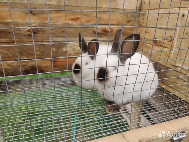 Кролики на развод