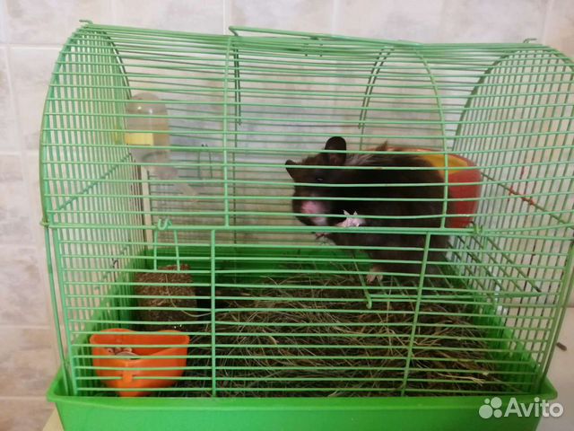 Сирийский хомяк с клеткой