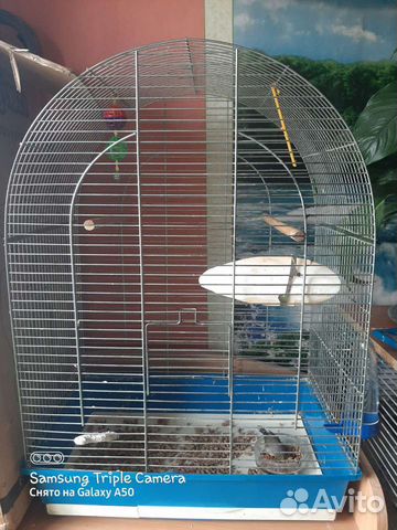 Зебровые амадины