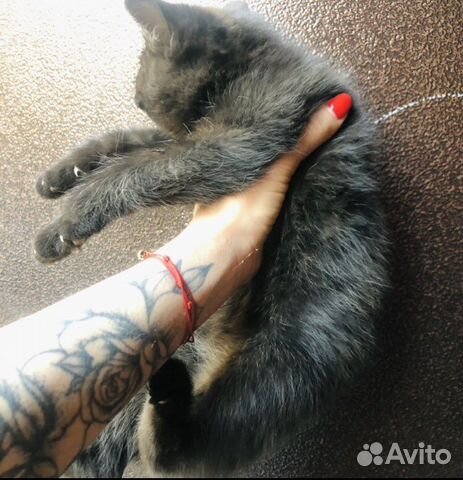 Черный котенок