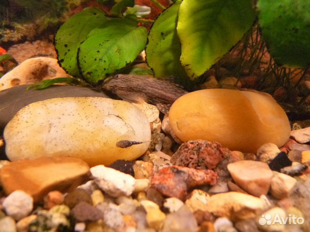 Аквариумные рыбы сомик анцитрус обменяю