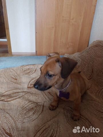 Найден щенок