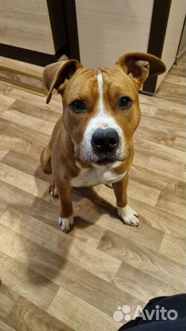 Американский стаффордширский терьер