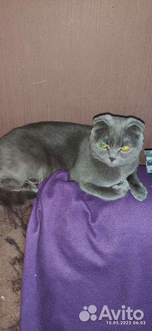 Кошка британка вислоухая