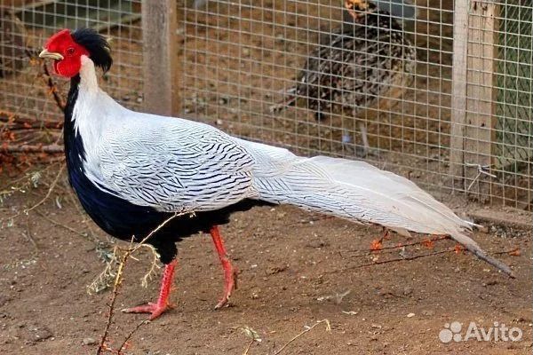 Фазан Серебряный - остался один, ст. Бронницы