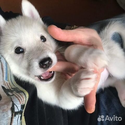 Собаки щенки