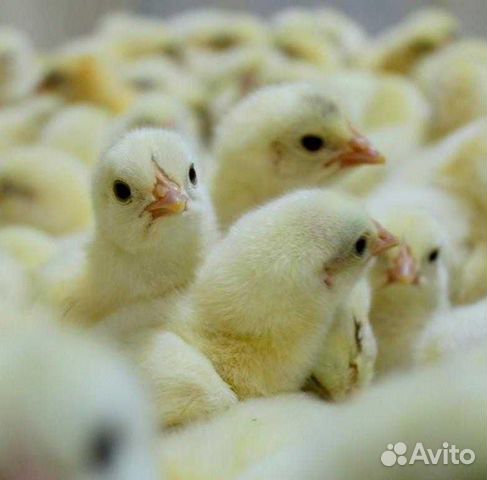 Цыпленок бройлера кобб 500