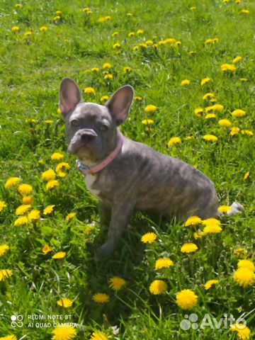 Сиреневая Франечка миниатюрного размера