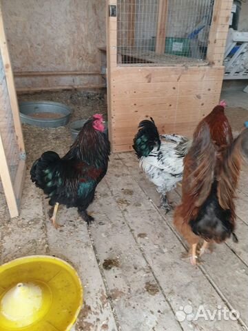 Домашняя птица. Продам быстро. Торг