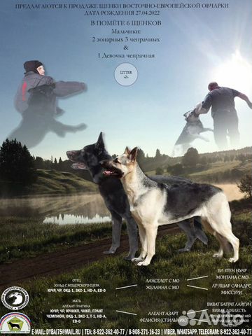 Породные щенки вео