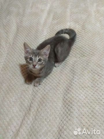 Отдаем котянка в хорошие руки