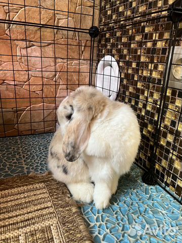 Вислоухий кролик в дар