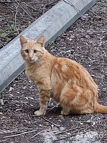 Котик мраморный